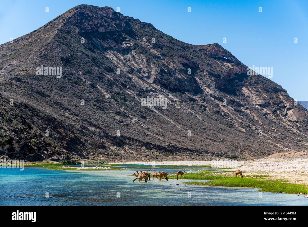 Oman, Dhofar, Salalah, Camels drinking from Wadi Ashawq river Stock ...