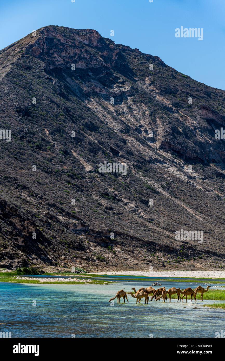 Oman, Dhofar, Salalah, Camels drinking from Wadi Ashawq river Stock ...