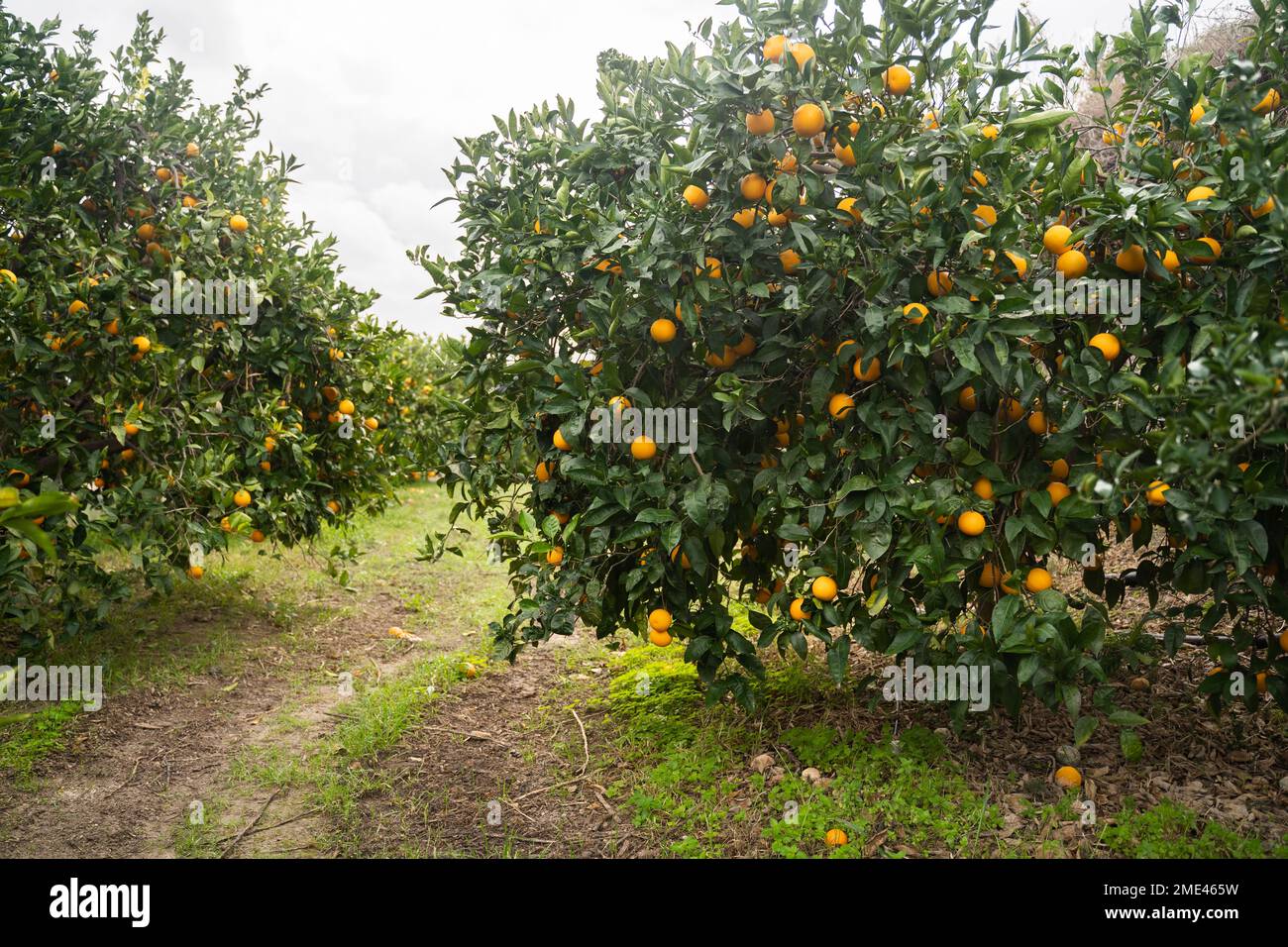 Ripe fresh oranges hanging on tree in farm Stock Photo - Alamy