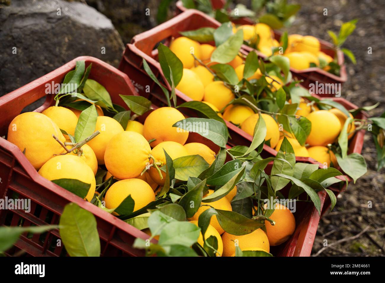 Harvested fresh oranges in crates Stock Photo - Alamy