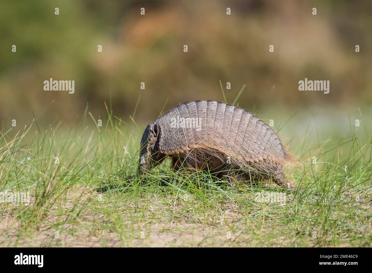 Armadillo in desert environment, Peninsula Valdes, Unesco World ...
