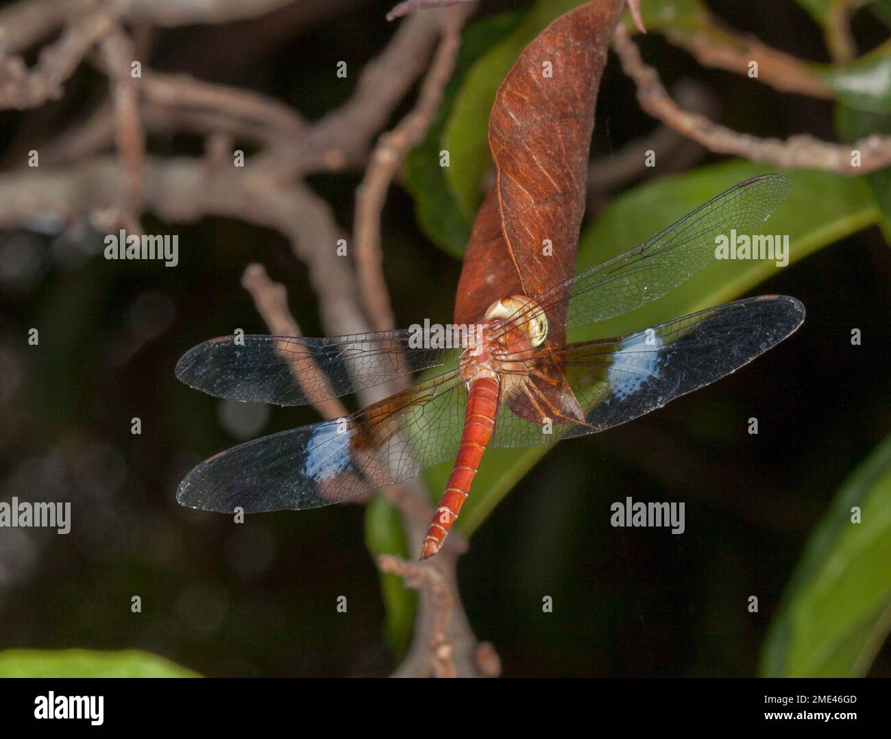 Australian insects hi-res stock photography and images - Alamy