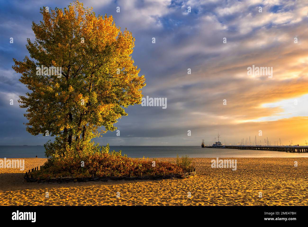 Poland, Pomerania, Sopot, Lone autumn tree growing on beach at cloudy ...