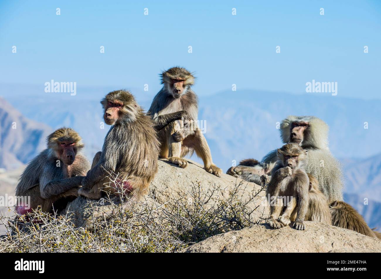 Hamadryas baboons (Papio hamadryas) sitting together outdoors Stock ...