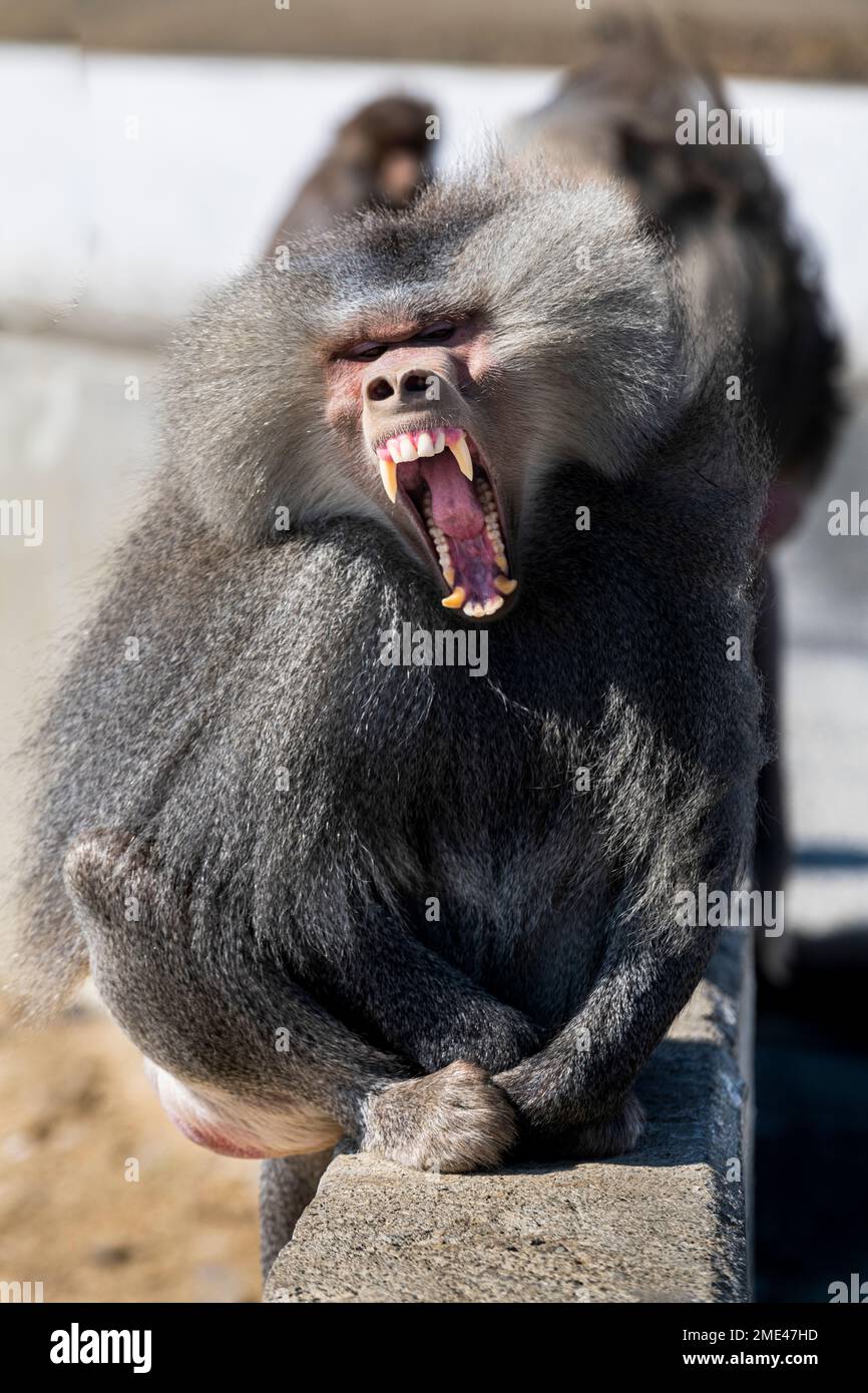 Portrait of hamadryas baboon (Papio hamadryas) baring teeth toward camera Stock Photo - Alamy