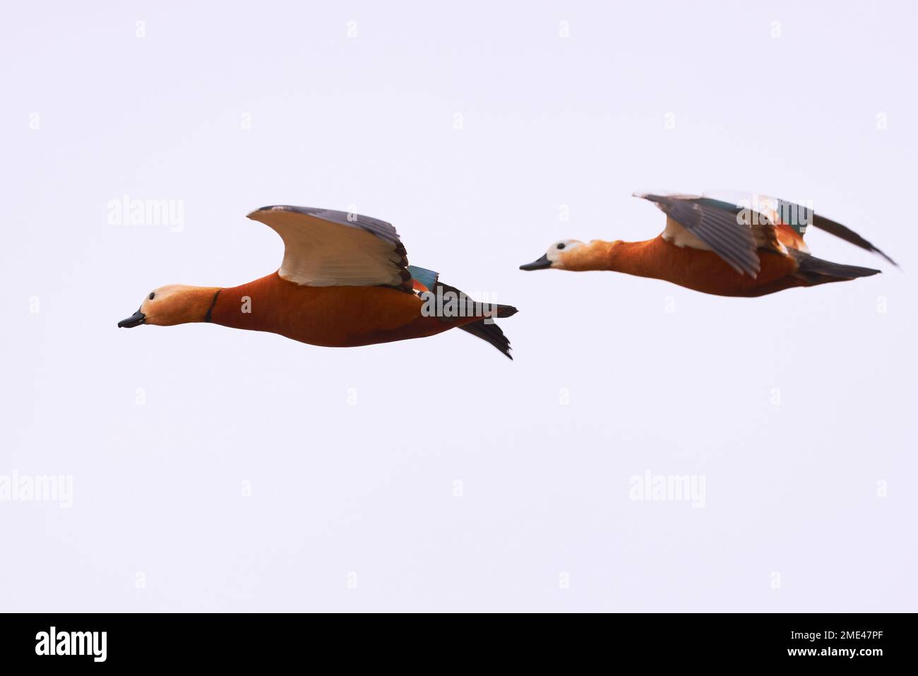 Ruddy shelducks in flight (Tadorna ferruginea). Beautiful birds in ...