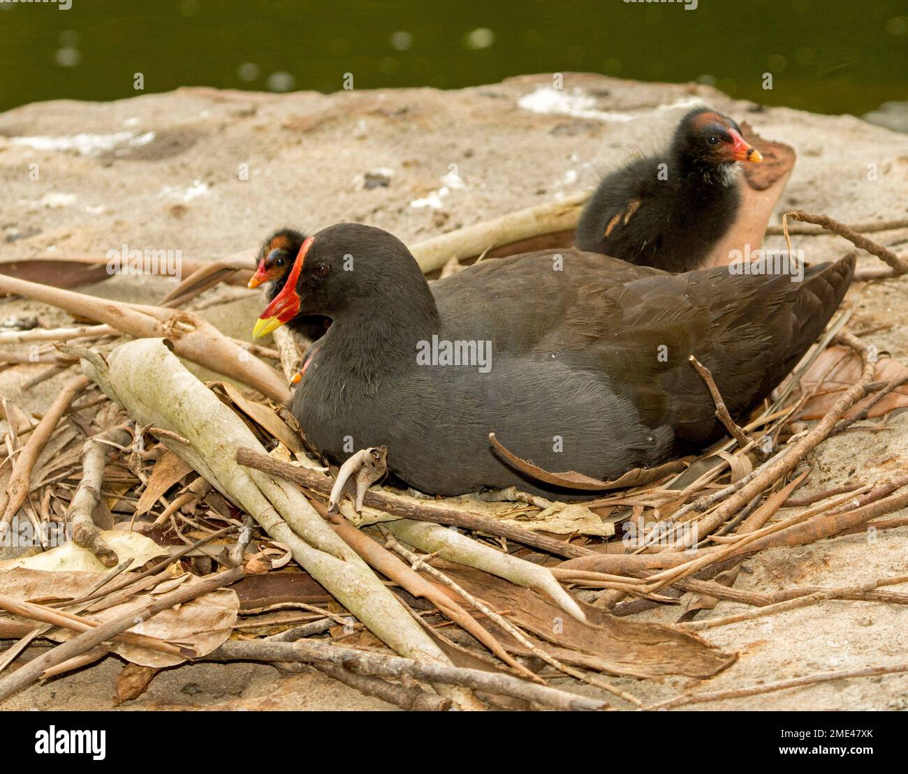 Dusky moorhen. Gallinula tenebrosa, with chicks, on nest made with bark ...