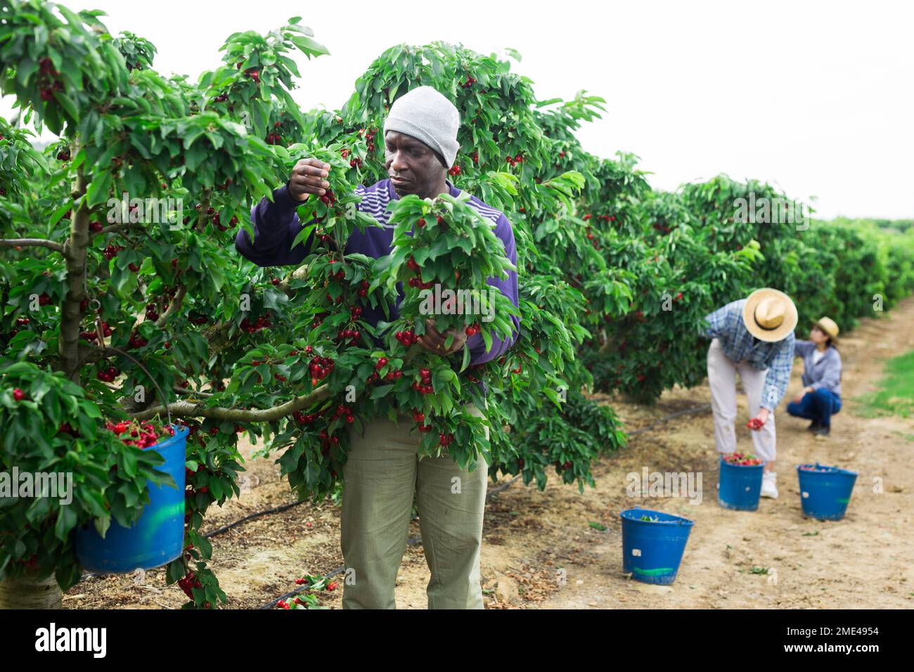 African man picking cherries Stock Photo - Alamy