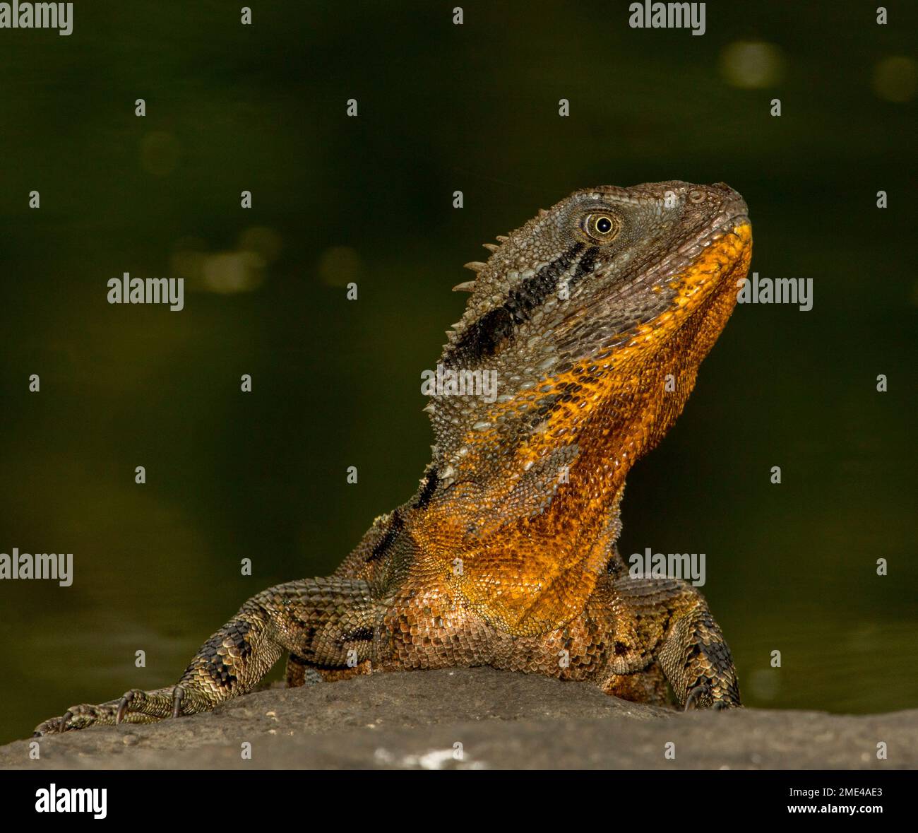 Eastern water dragon, Intellegama leseurii, with orange throat of ...