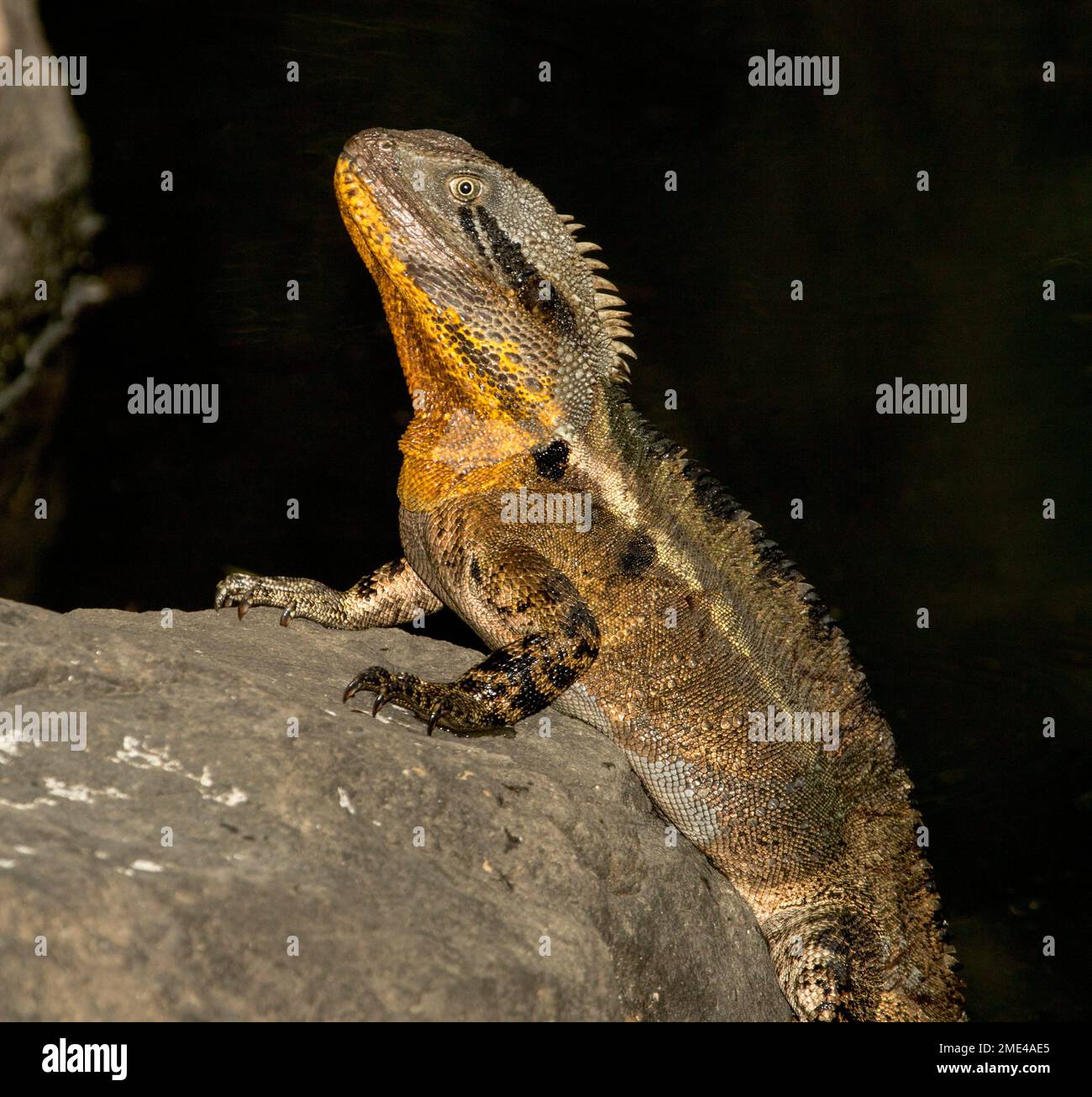Scary lizards hi-res stock photography and images - Alamy
