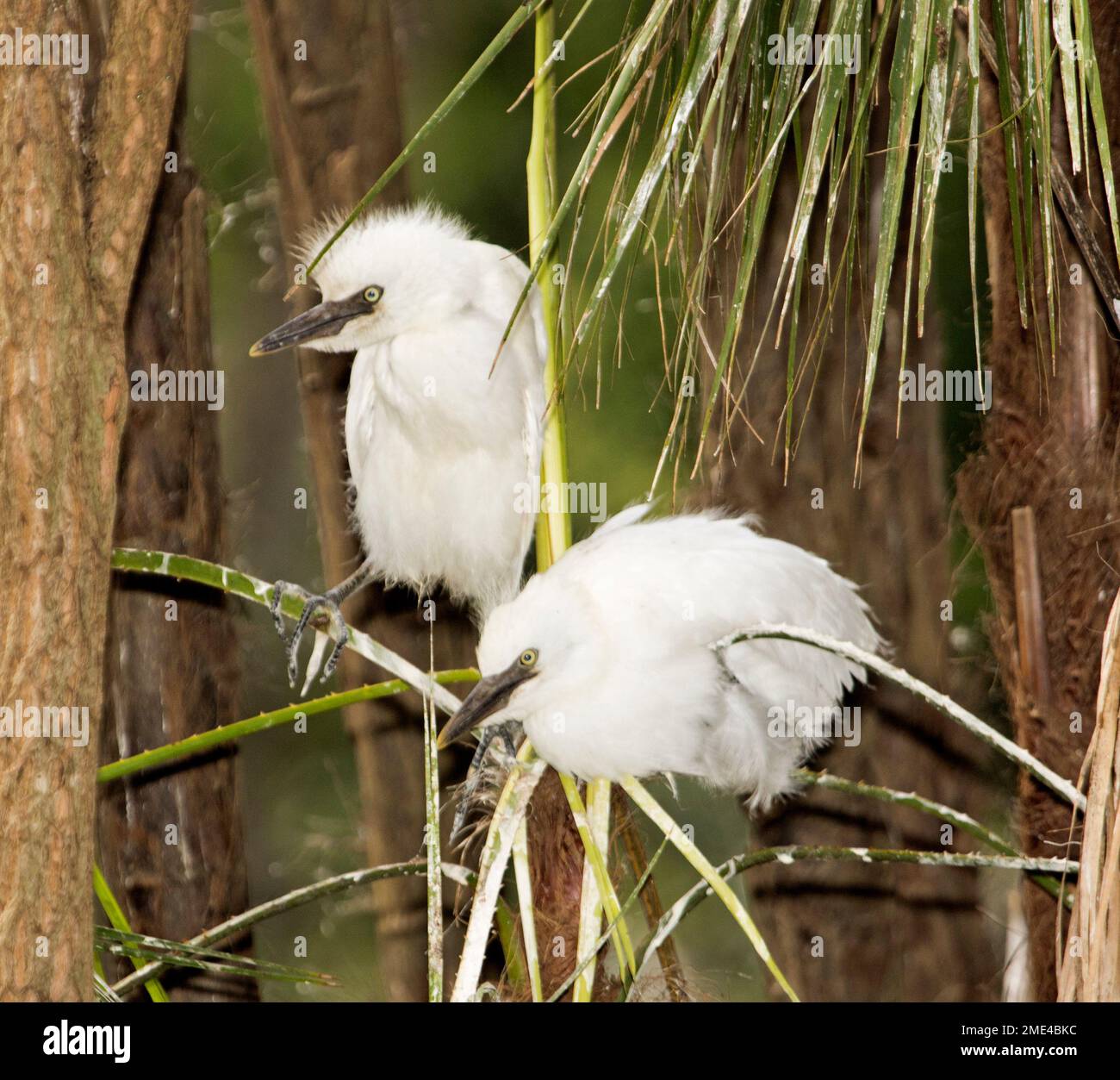 Two Intermediate egret chicks at Bundaberg botanic gardens Stock Photo ...