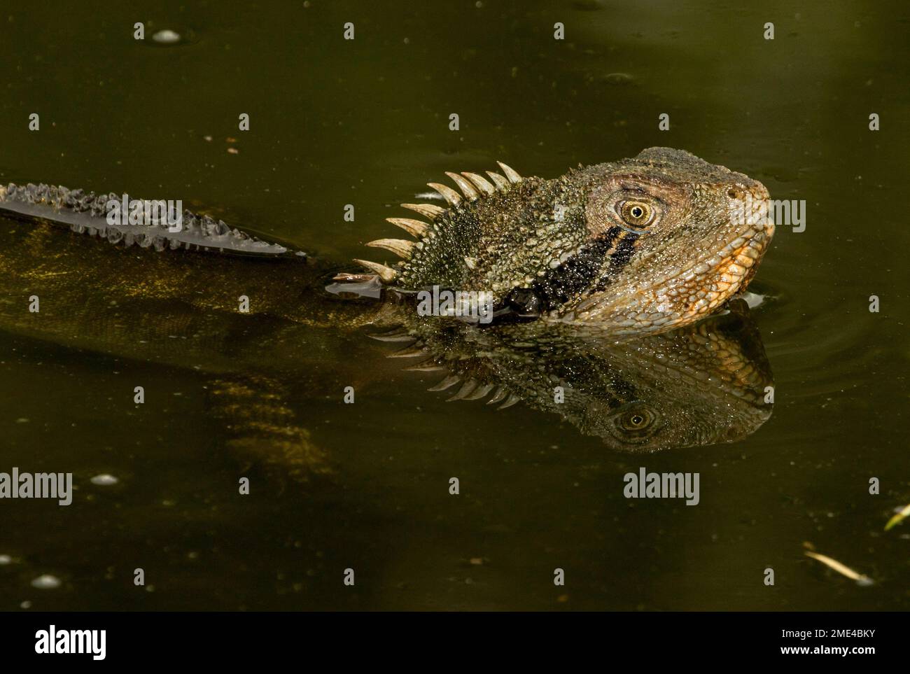 Eastern water dragon, Intellegama leseurii, swimming and with head and ...