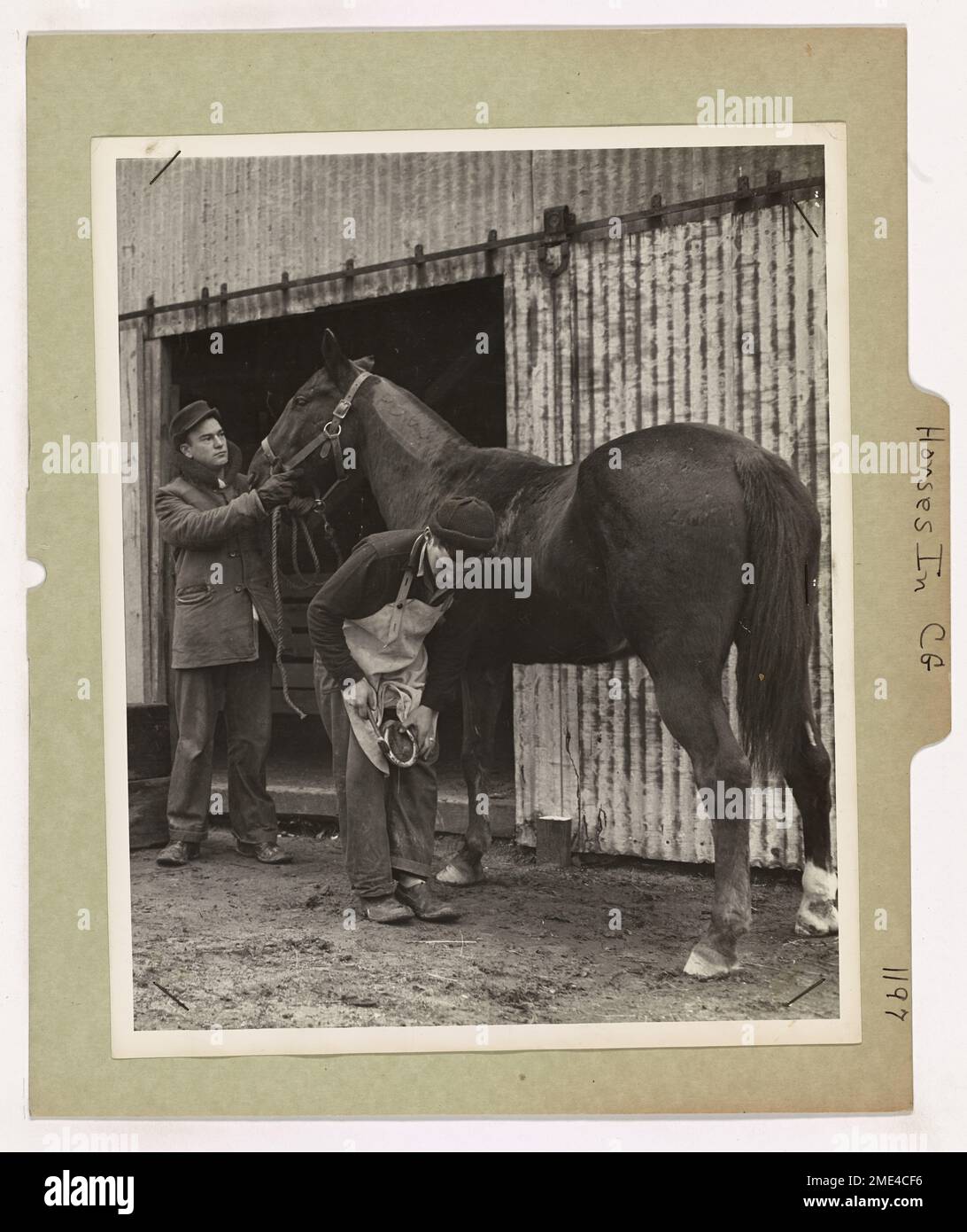 Search and rescue horse training hi-res stock photography and images ...