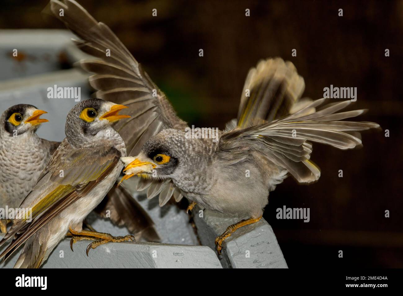 Group of Noisy miners, Manorina melanocephala, aggressive Australian honeyeaters, in city park ...