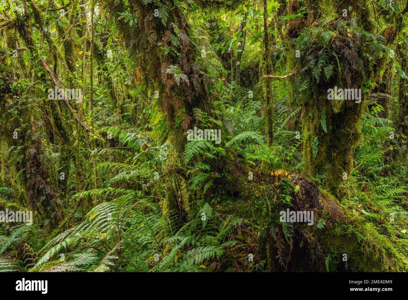 New Zealand, South Island, Lush green foliage in Mt Cook National Park ...