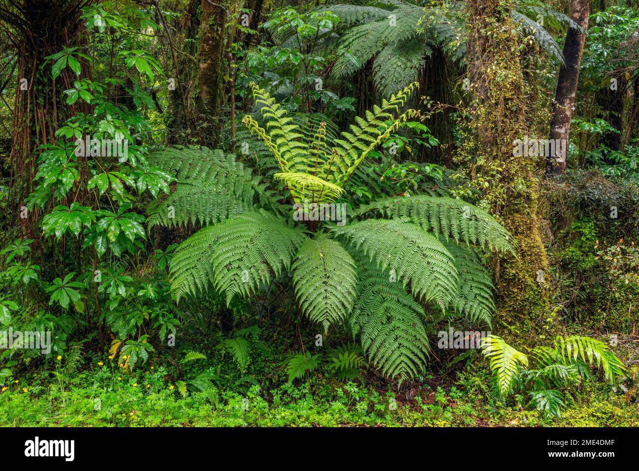 New Zealand, South Island, Lush green foliage in Mt Cook National Park ...