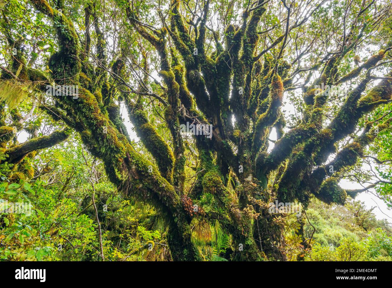 Moss covered tree egmont national park hi-res stock photography and ...