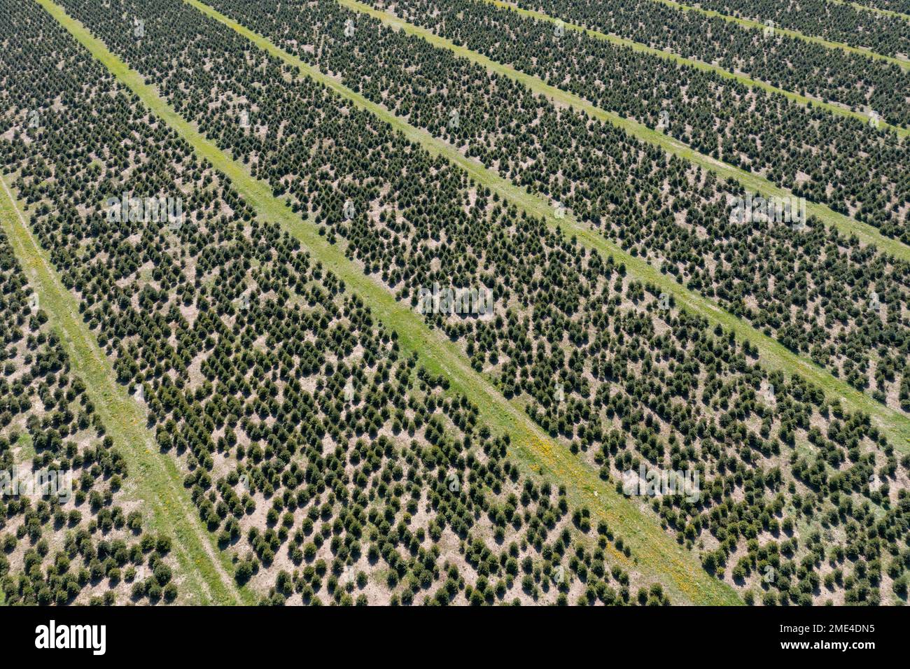 Aerial view of tree farm hi-res stock photography and images - Alamy