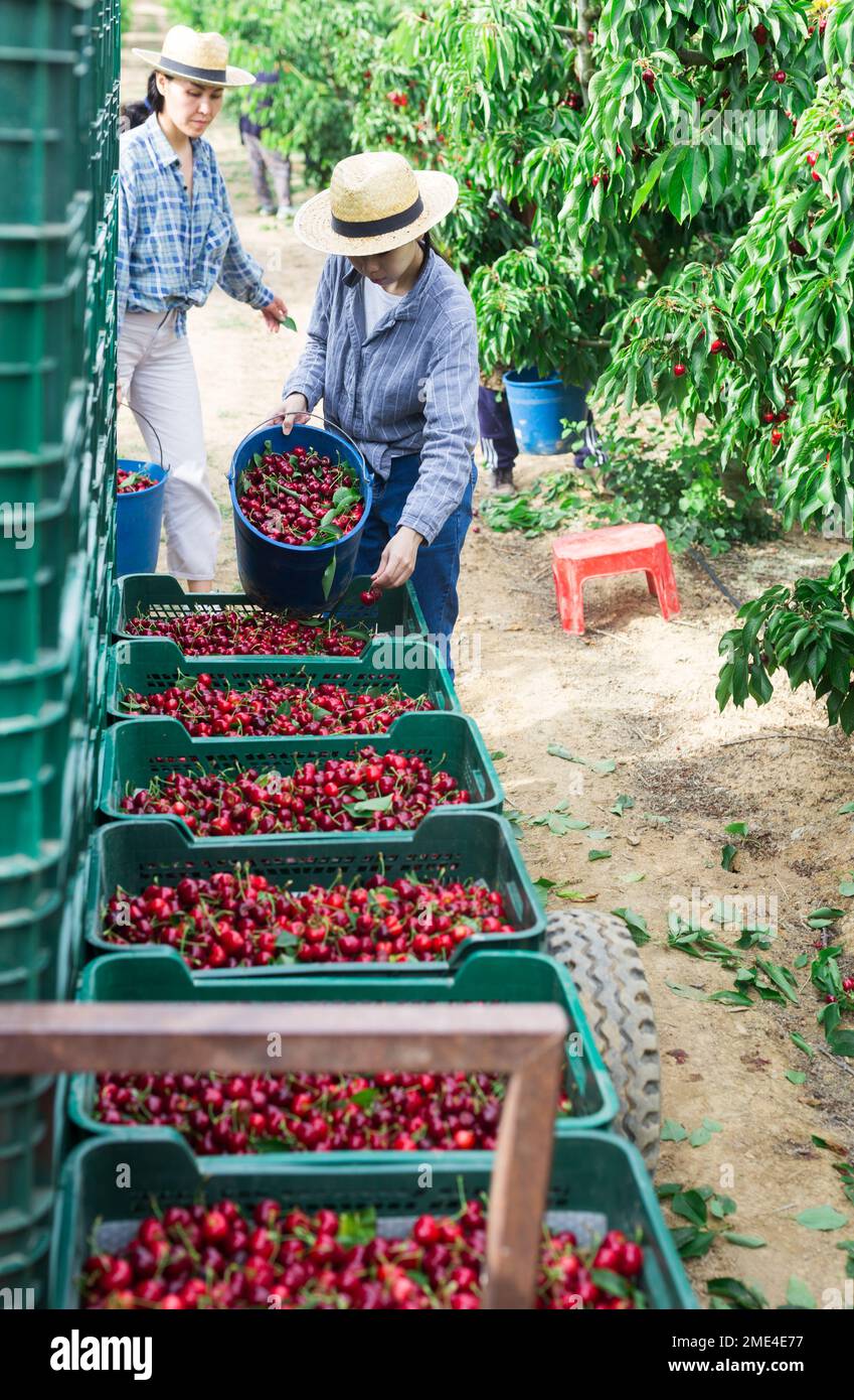 Asian women gardeners filling crates with cherries Stock Photo - Alamy