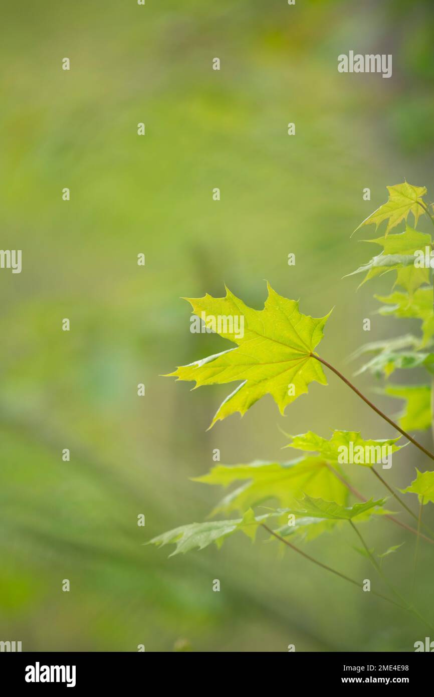Maple green leaves close hi-res stock photography and images - Alamy