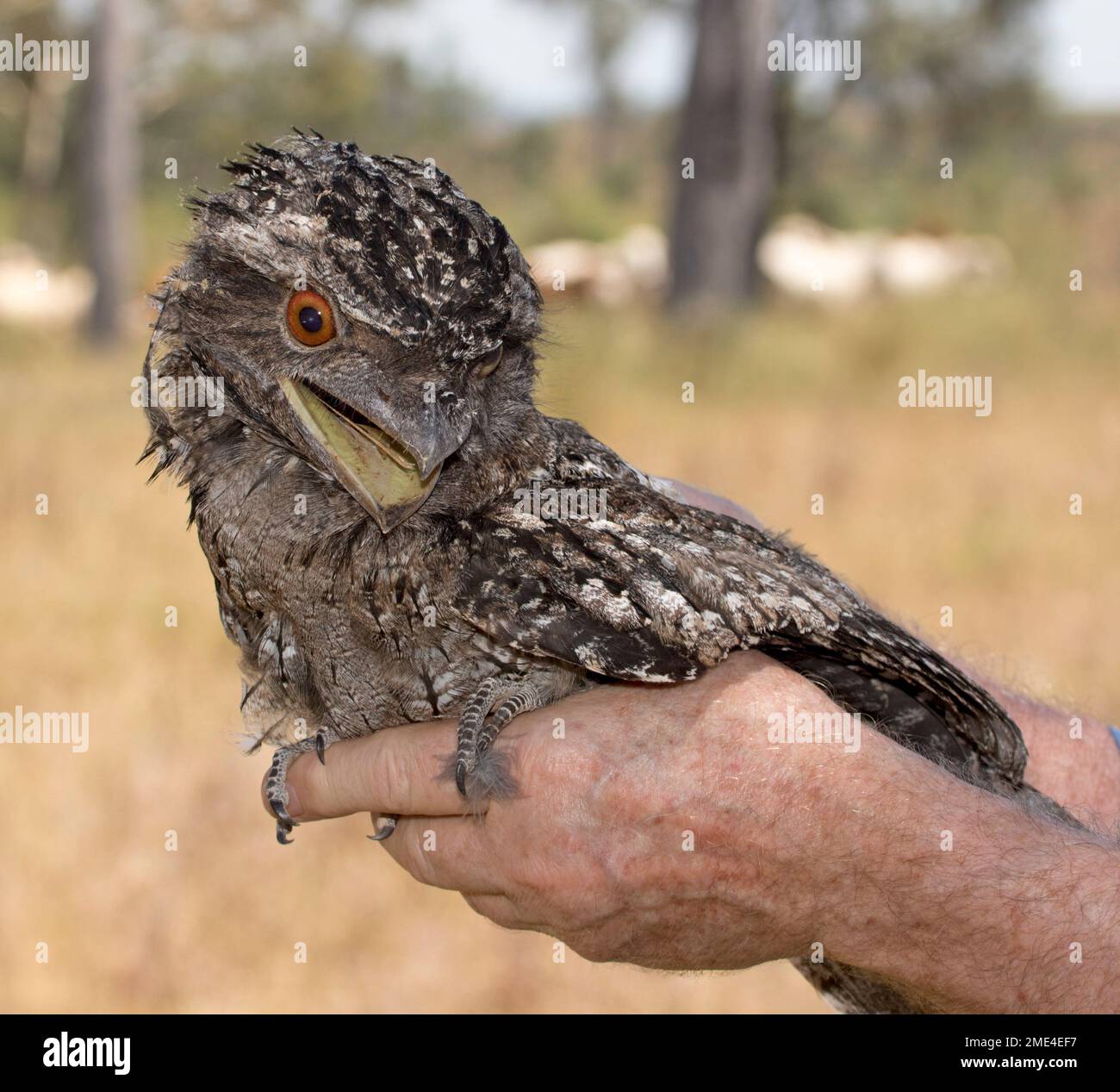 Tawny Frogmouth Podargus strigoides, bird of prey, staring at camera ...