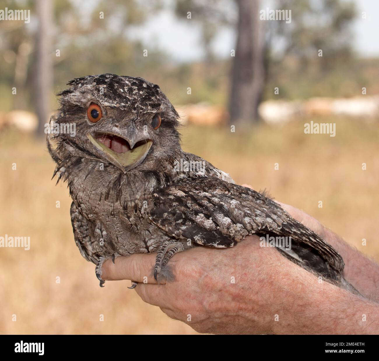 Frogmouth birds mouth open hi-res stock photography and images - Alamy