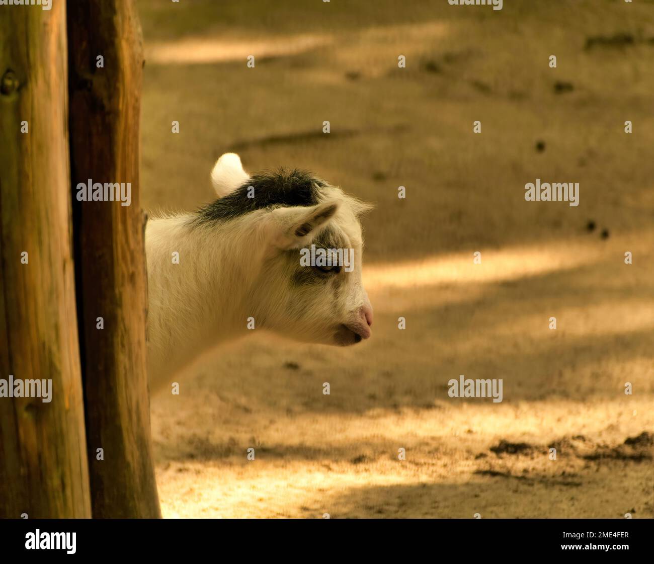 Cute goat in fulda at summer while sunset Stock Photo - Alamy