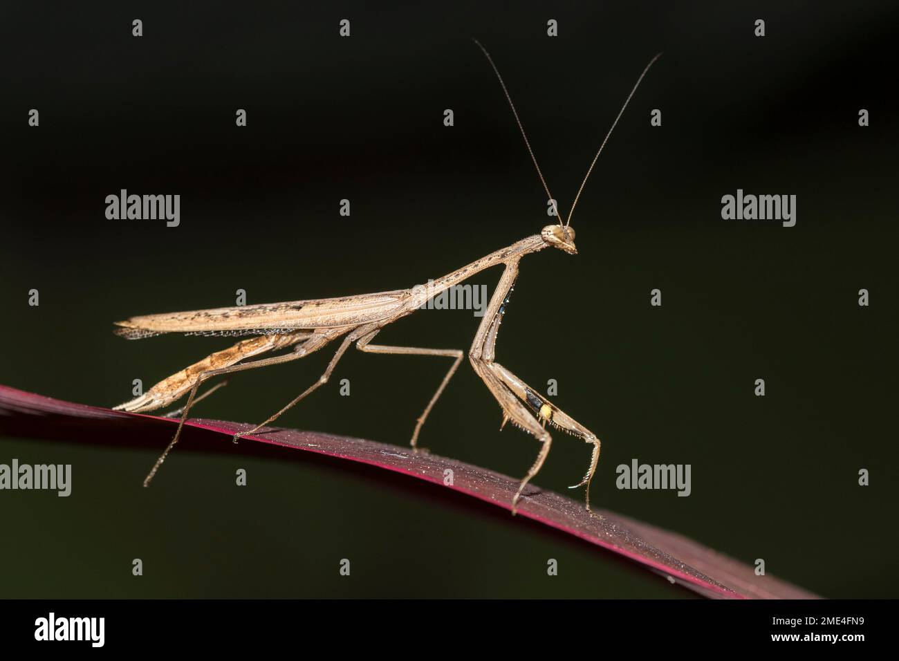 Asian jumping mantis (Statilia maculata Stock Photo - Alamy