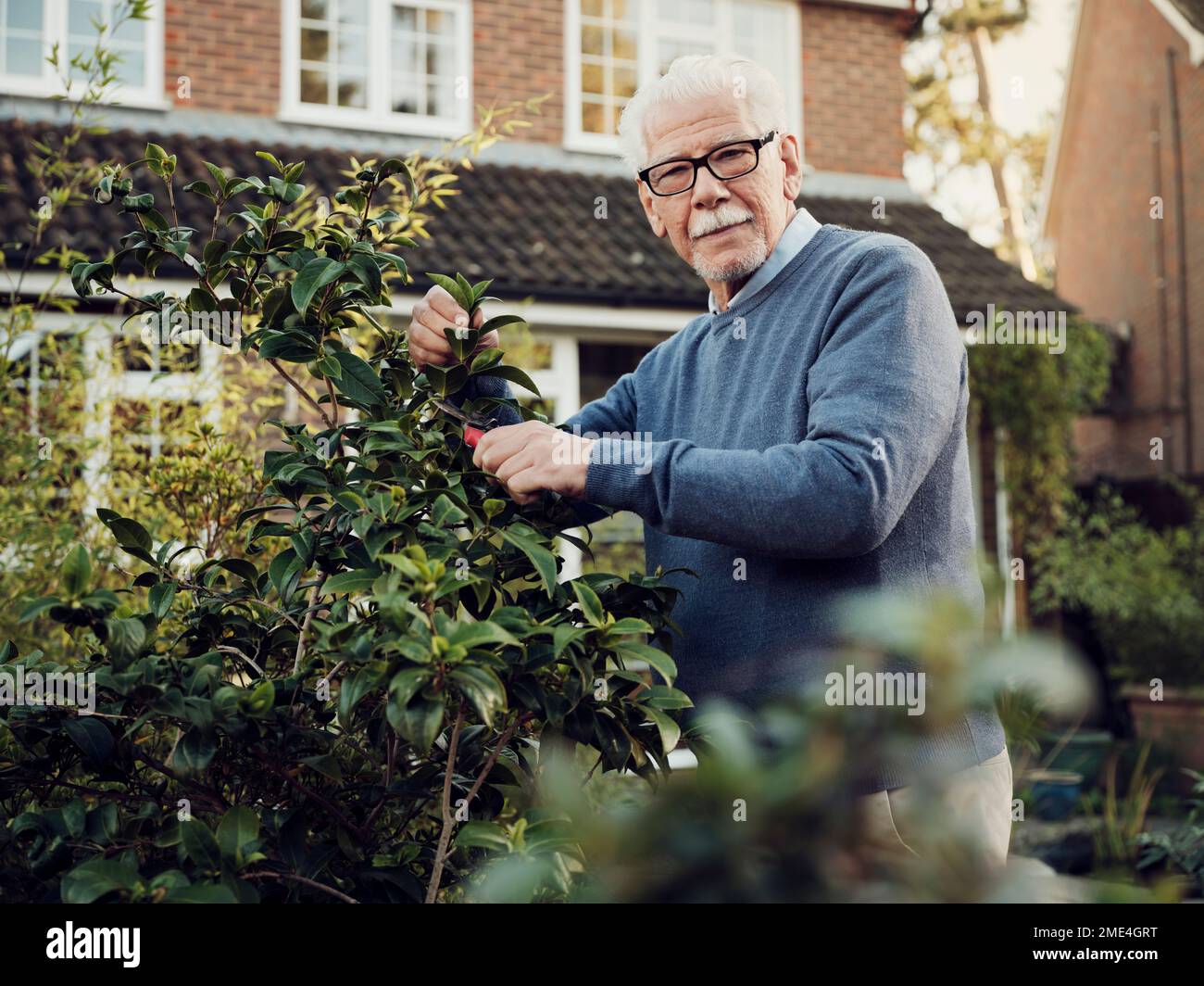 Senior man pruning shrub in his garden Stock Photo - Alamy