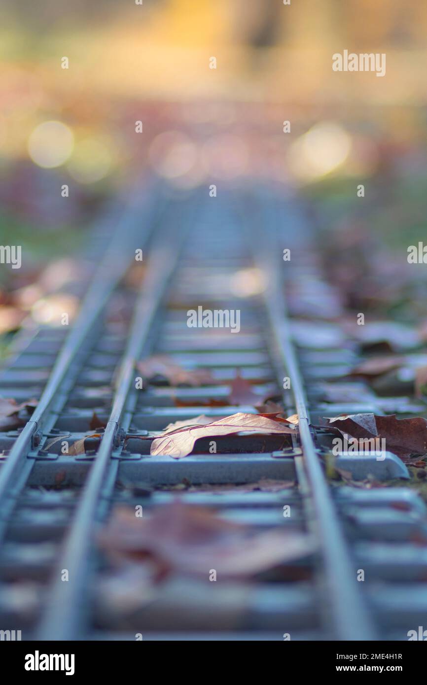 Straight leaves hi-res stock photography and images - Alamy