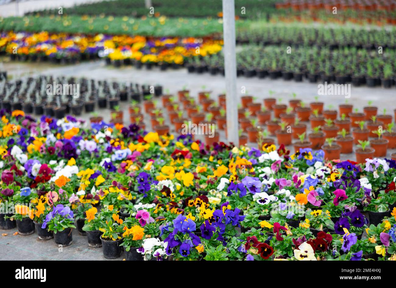 Pots with colorful flowers - pansies in greenhouse Stock Photo - Alamy