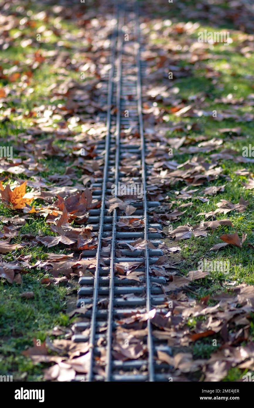Straight leaves hi-res stock photography and images - Alamy
