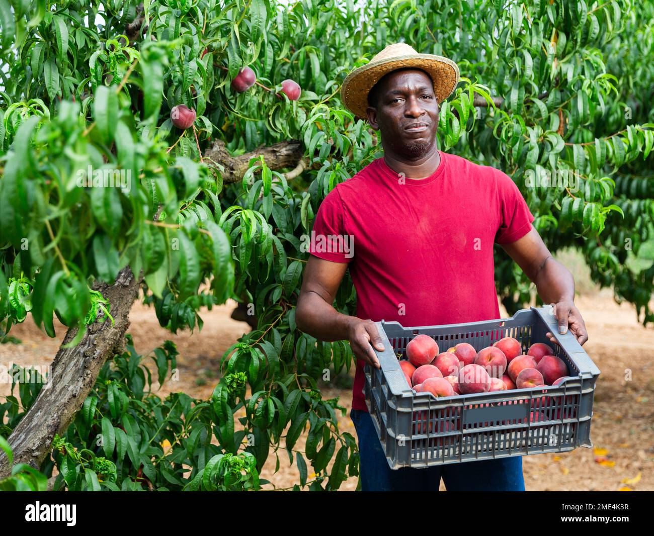 African american farmer carrying plastic box full of peaches in orchard ...