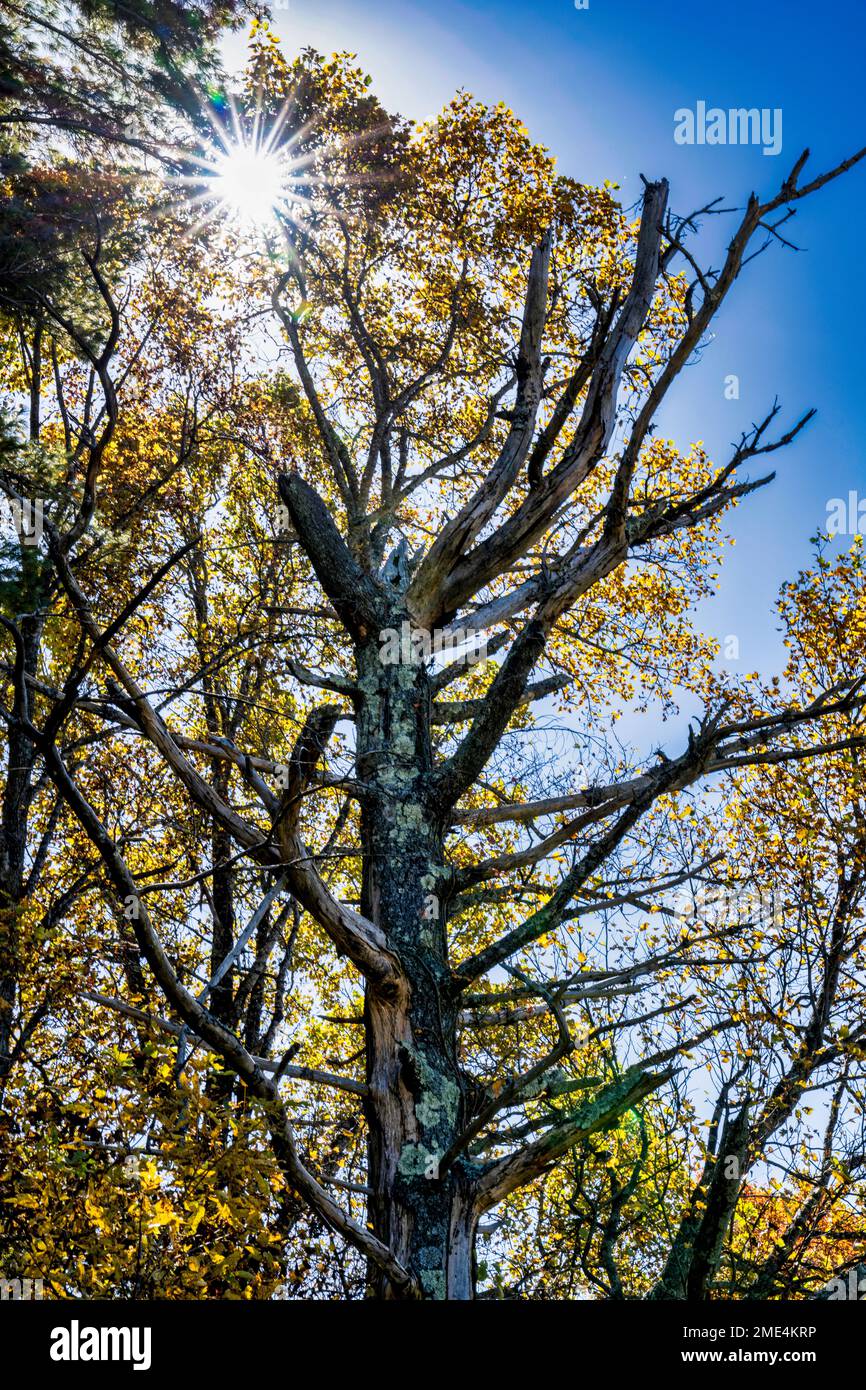 The sun creates dramatic backlighting for the autumn trees at the Grand ...