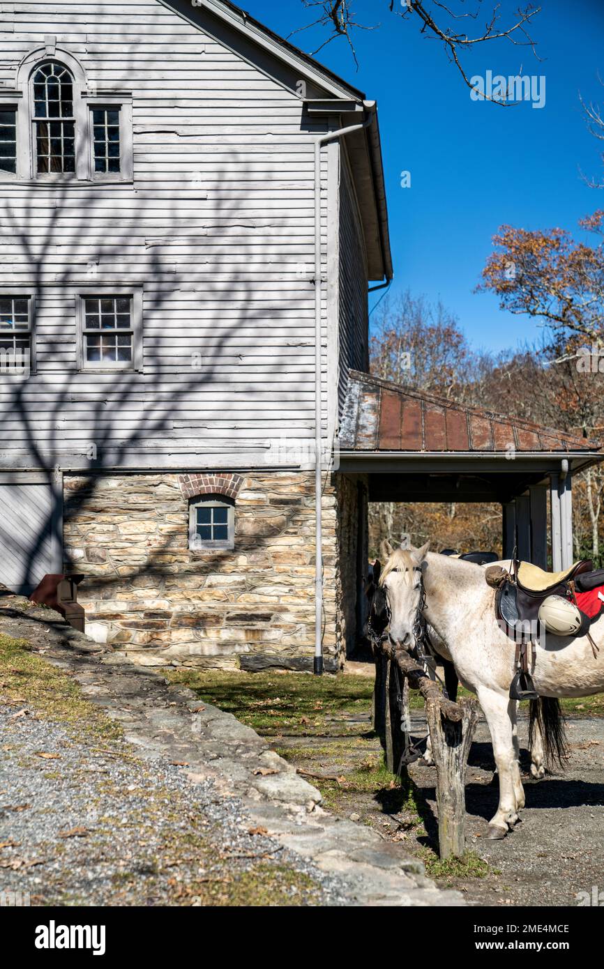Horses awaiting riders by the Carriage Path at the Moses H. Cone ...