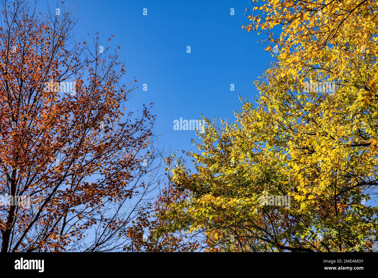Trees with yellow and orange autumn leaves at the Moses Cone Overlook ...