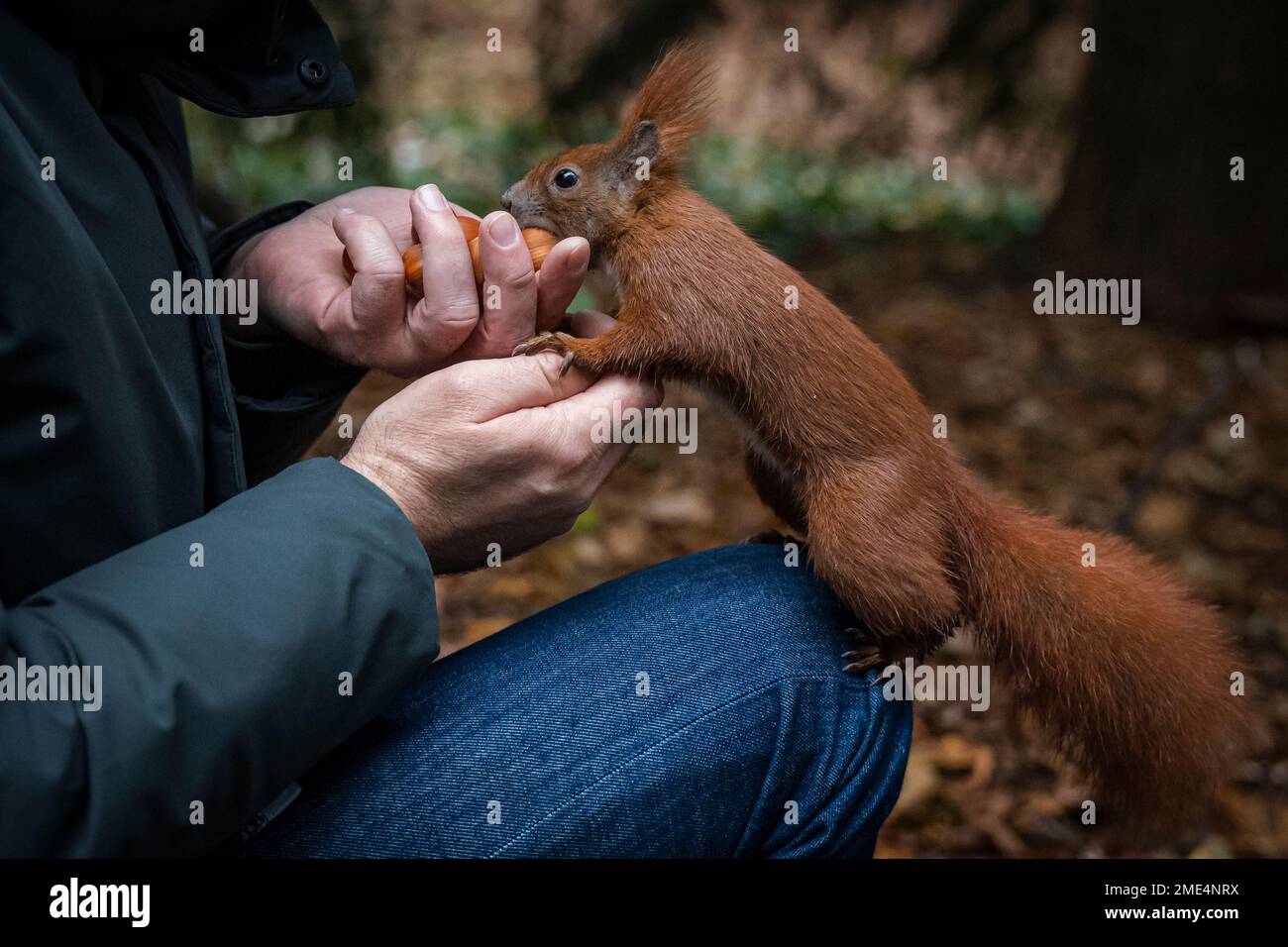 Squirrel hands up hi-res stock photography and images - Alamy