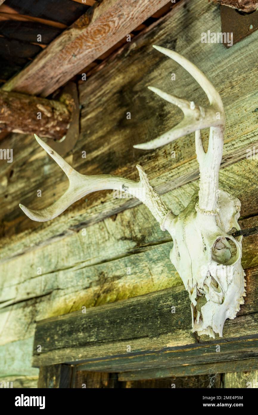 Deer antlers and skull on the wall of the Daniel Boone Cabin at the ...