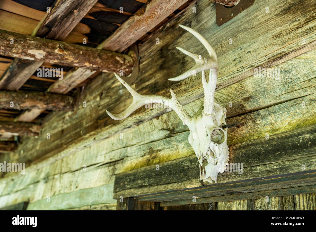 Deer antlers and skull on the wall of the Daniel Boone Cabin at the ...
