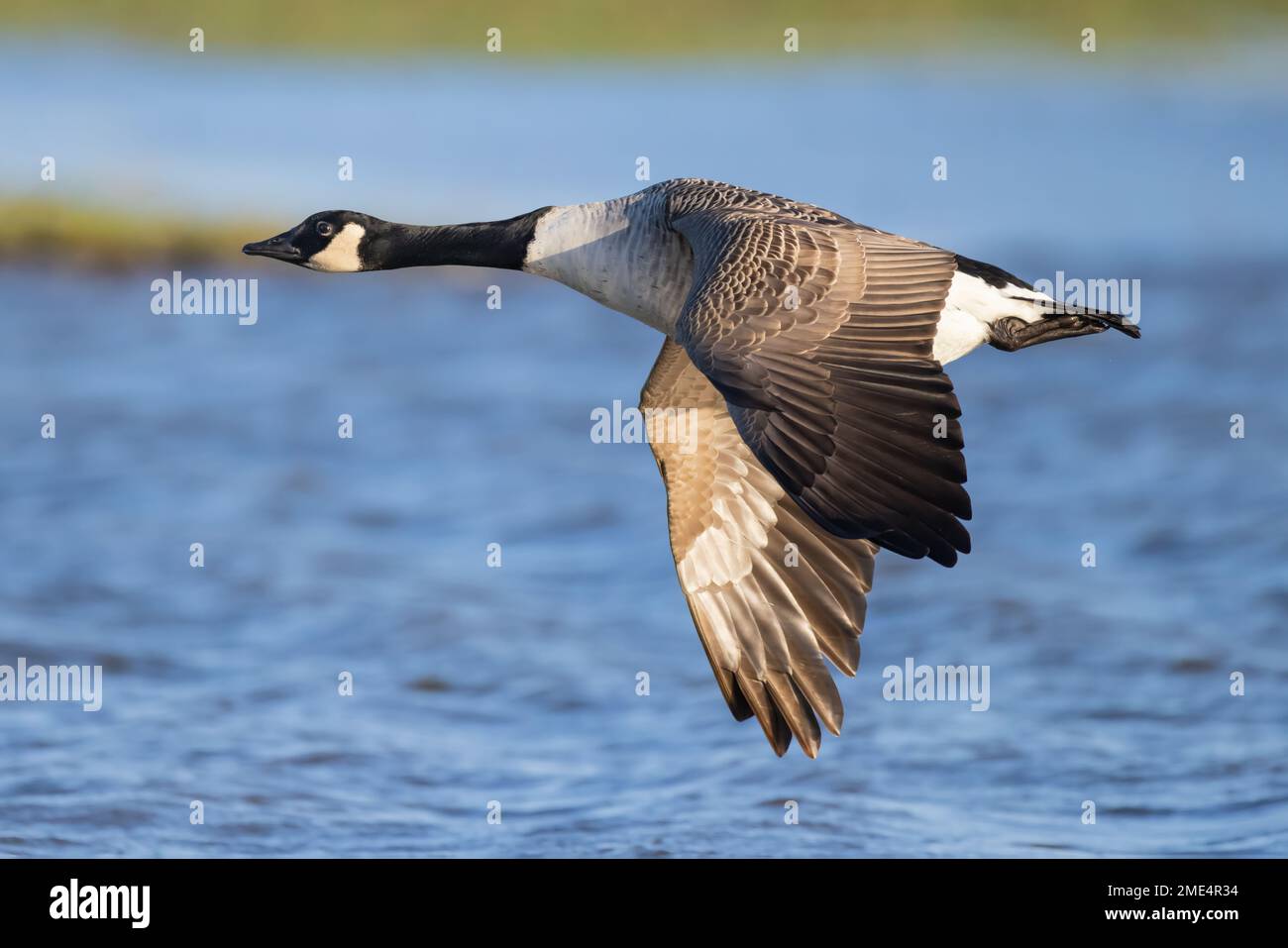 Waterfowl in flight hi-res stock photography and images - Alamy