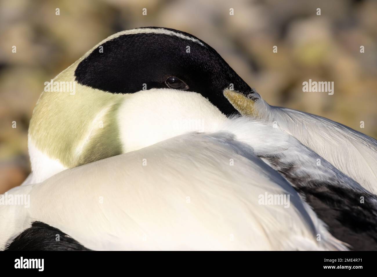 Close-up of an Eider Drake at rest Stock Photo - Alamy