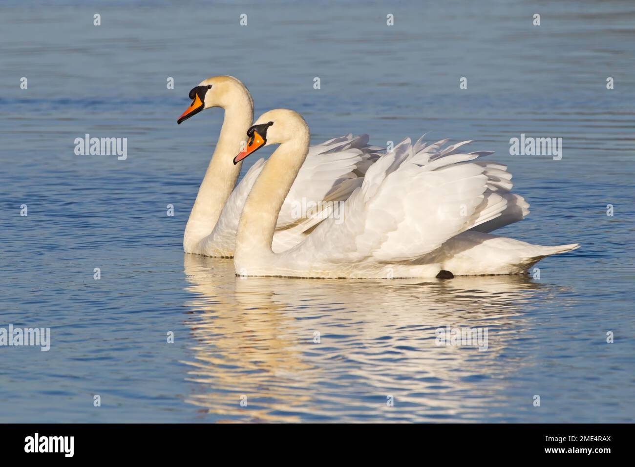 Pair portraits hi-res stock photography and images - Alamy