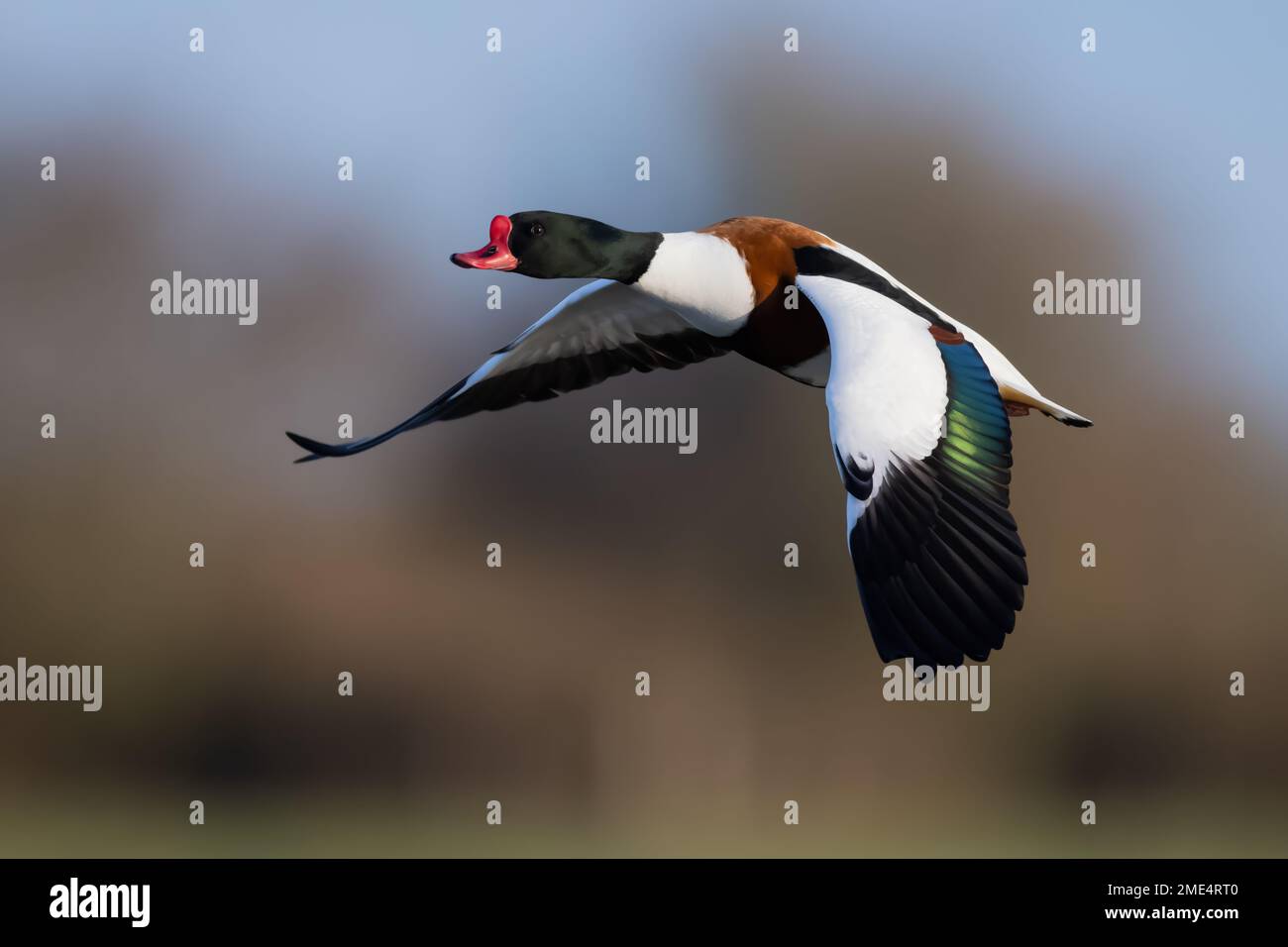 Shelduck in flight with wings down Stock Photo - Alamy