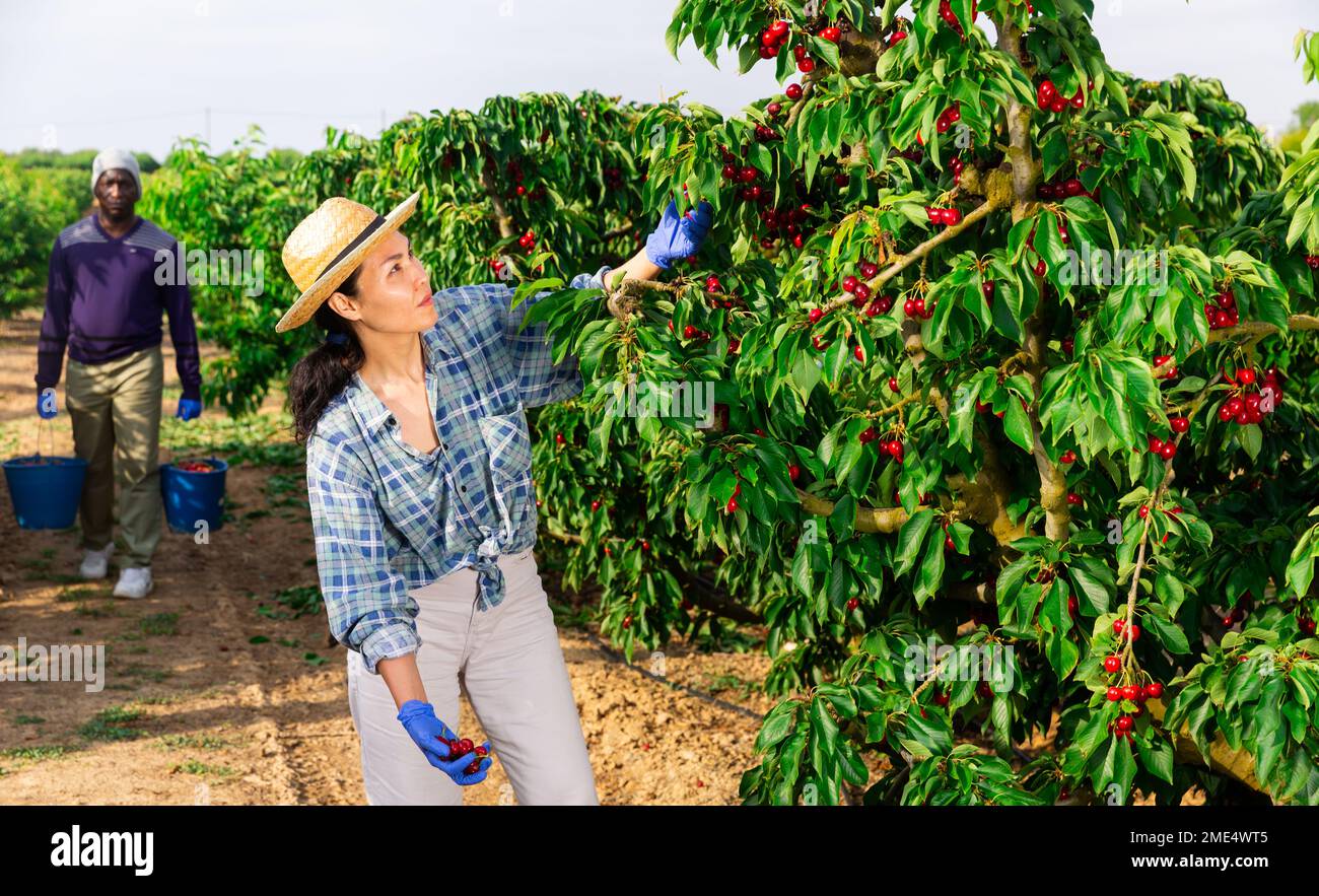 Man and woman are working on the plantation Stock Photo - Alamy