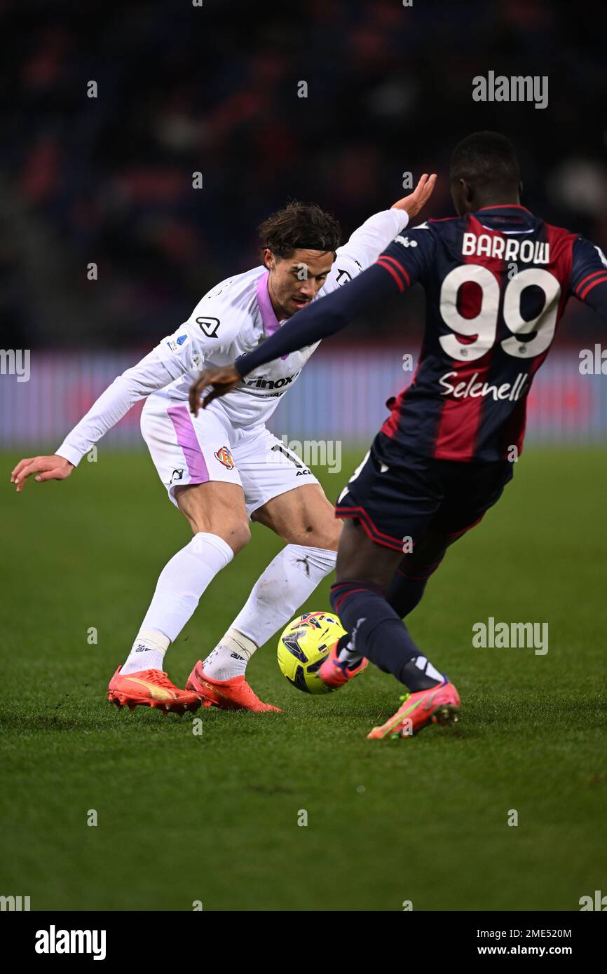 Cremonese musa hi-res stock photography and images - Alamy