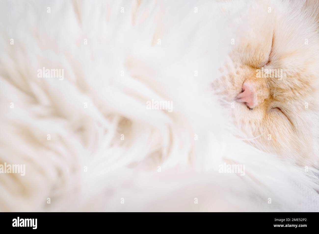 Cute Persian cat with eyes closed taking nap Stock Photo - Alamy