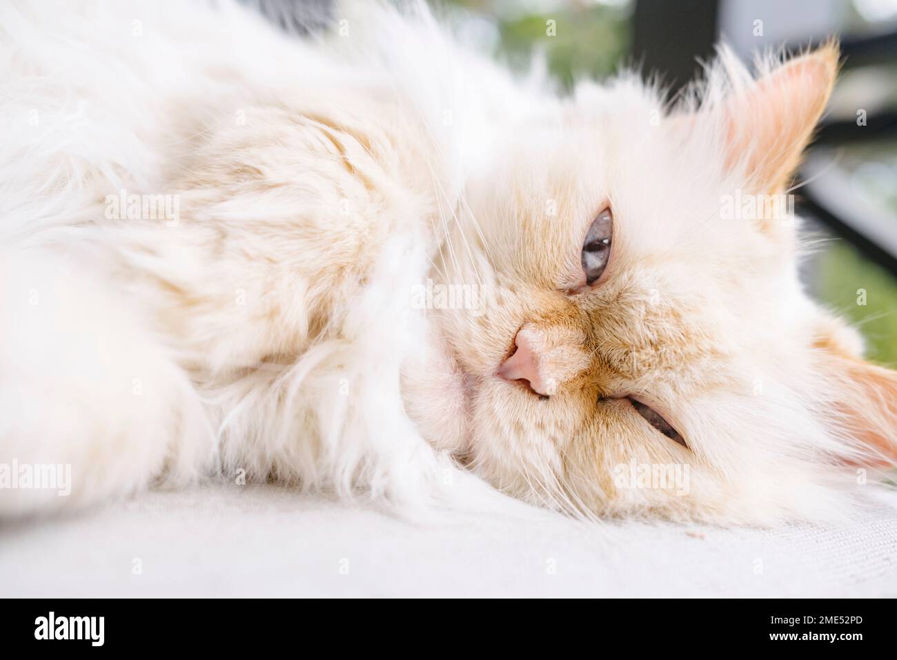 Cute Persian cat lying on rug Stock Photo - Alamy