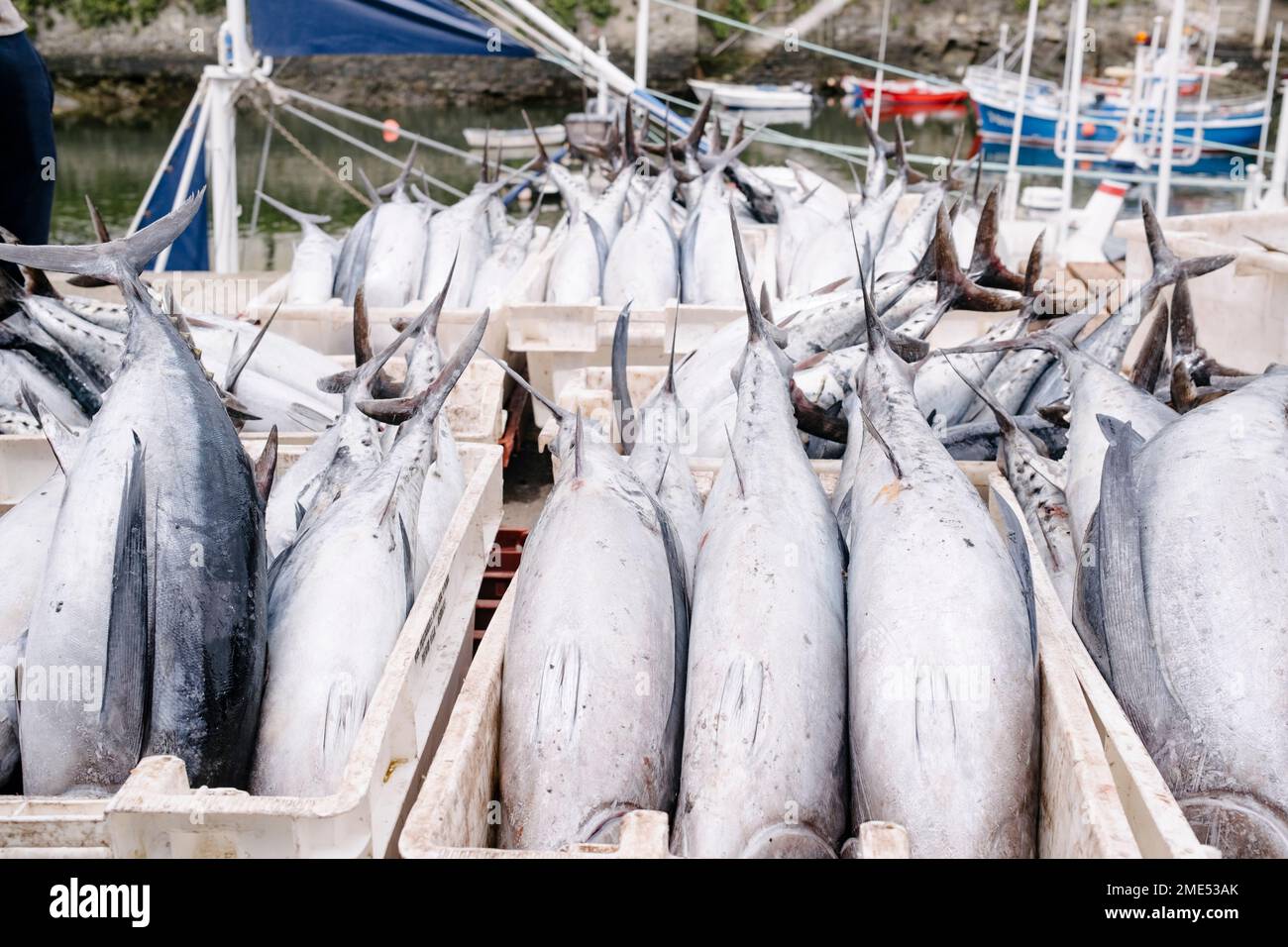 Fresh tuna hi-res stock photography and images - Alamy