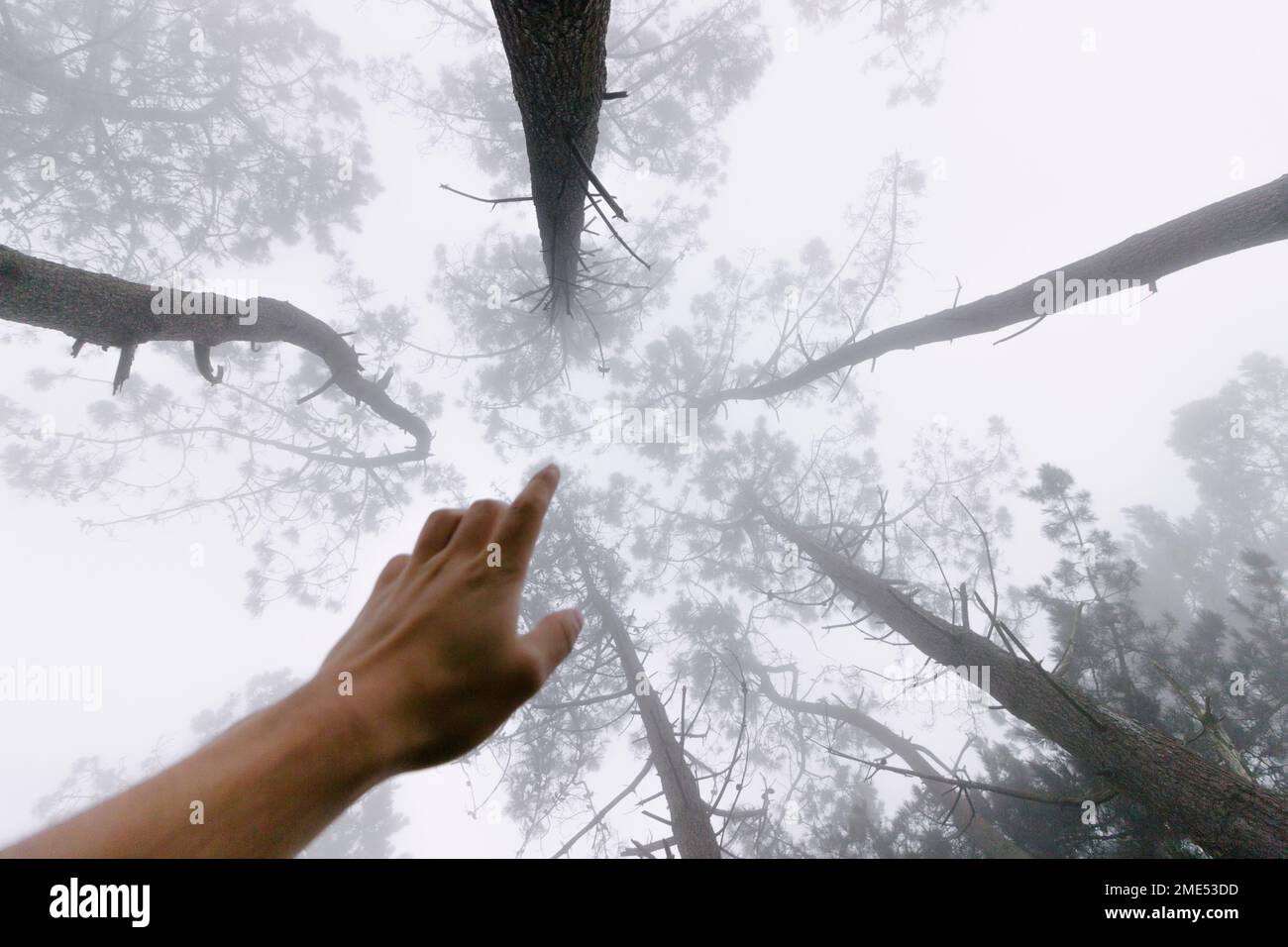 Gesture of trees hi-res stock photography and images - Alamy
