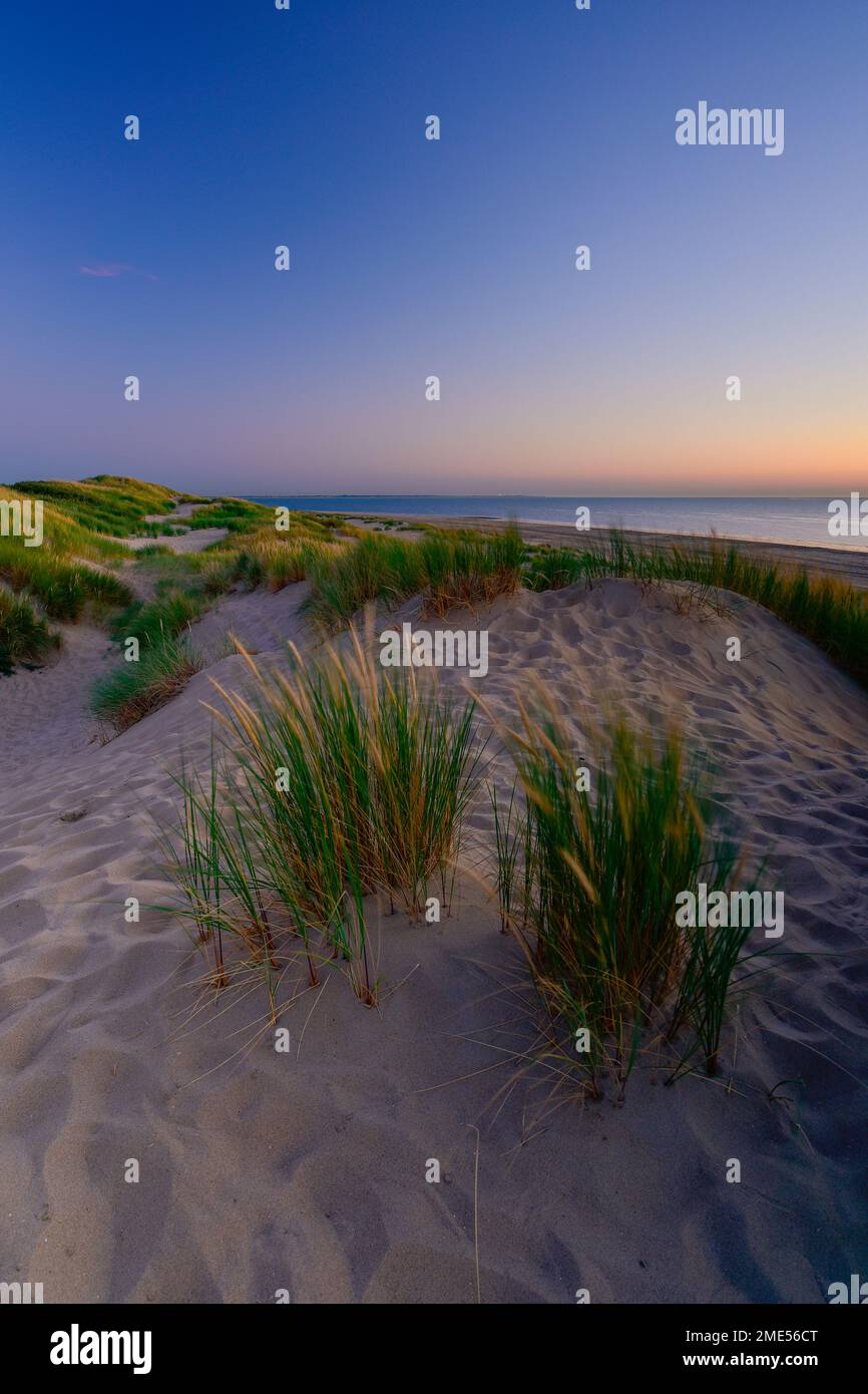 Netherlands, South Holland, Ouddorp, Beach grass at dusk Stock Photo ...